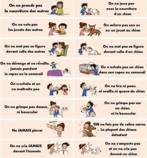 Quelques conseils - Dog Education
